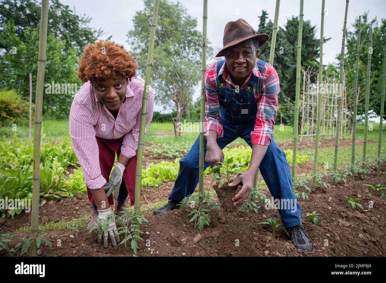 Two farmers work the land and plant some plants, agricultural activity ...