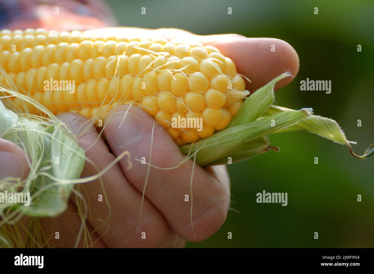 Corn in hands hi-res stock photography and images - Alamy
