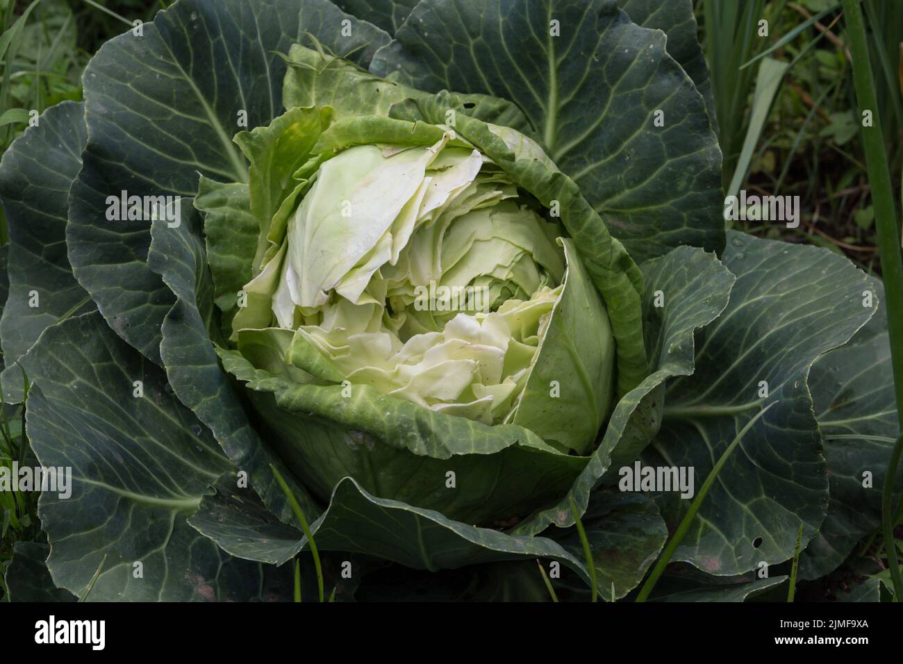 A cabbage eaten by wild rodents in the organic garden Stock Photo - Alamy