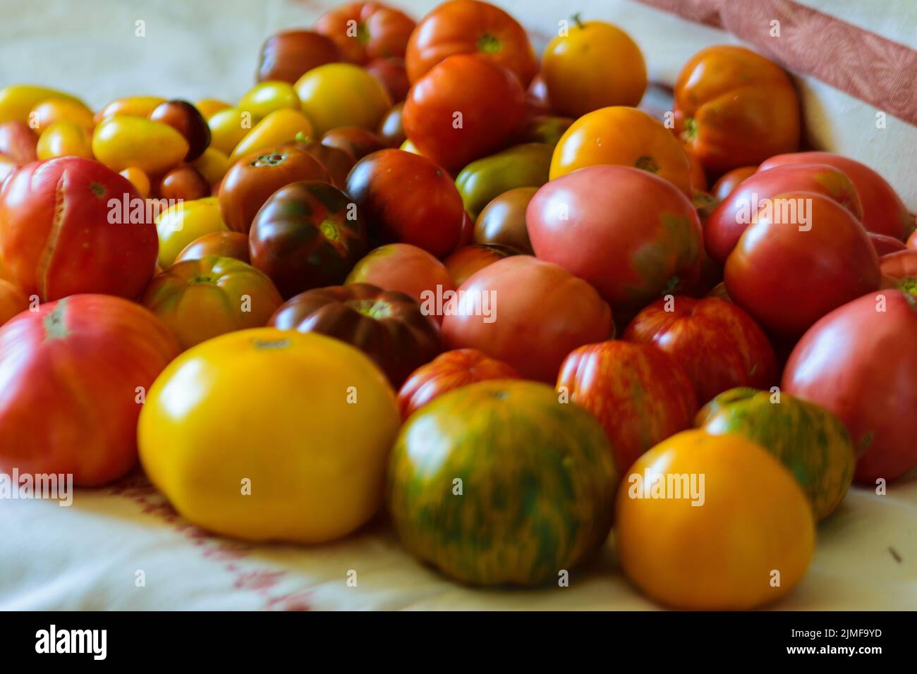 photo of beautiful tomatoes on the table, healthy diet, autumn harvest ...