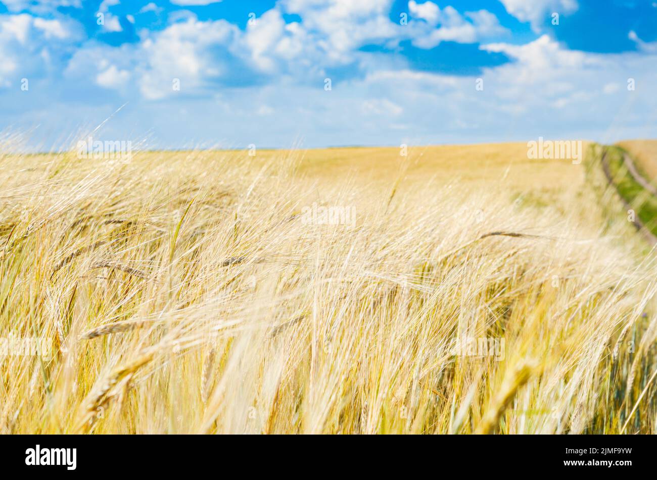 Barley field under cloudy blue sky in Ukraine Stock Photo - Alamy