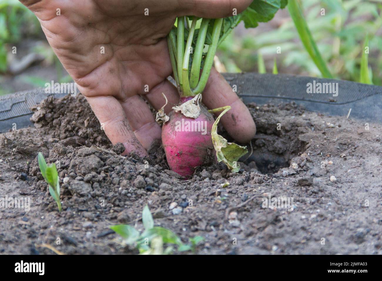 Human hand picking up the little radish from the garden Stock Photo - Alamy