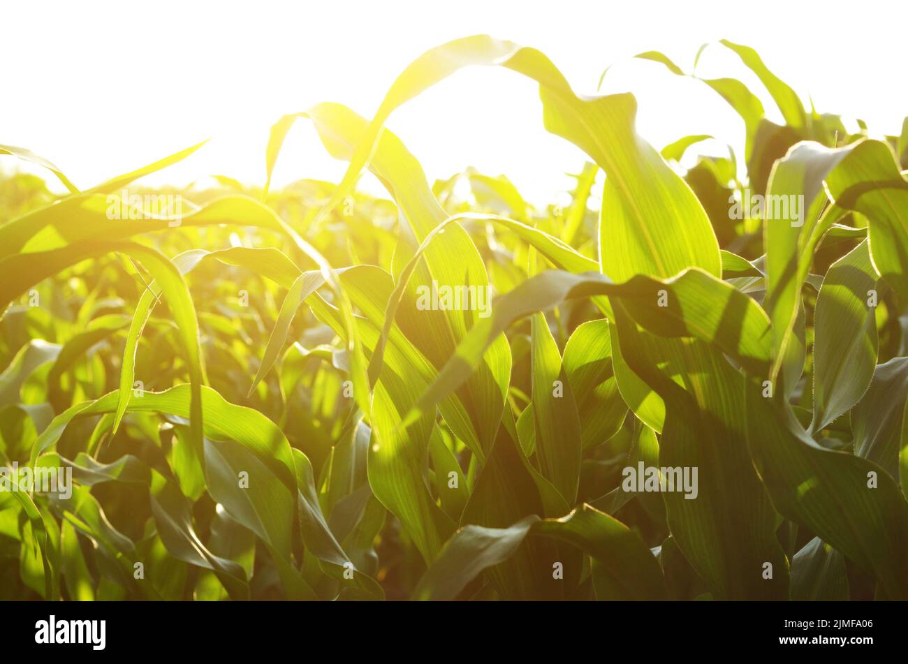 Field corn fertilizer hi-res stock photography and images - Alamy