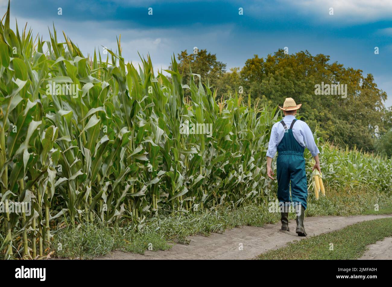 Middle age Farmer inspecting maize at field Stock Photo - Alamy