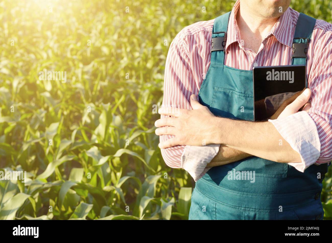 Farmer with tablet computer inspecting corn field Stock Photo - Alamy