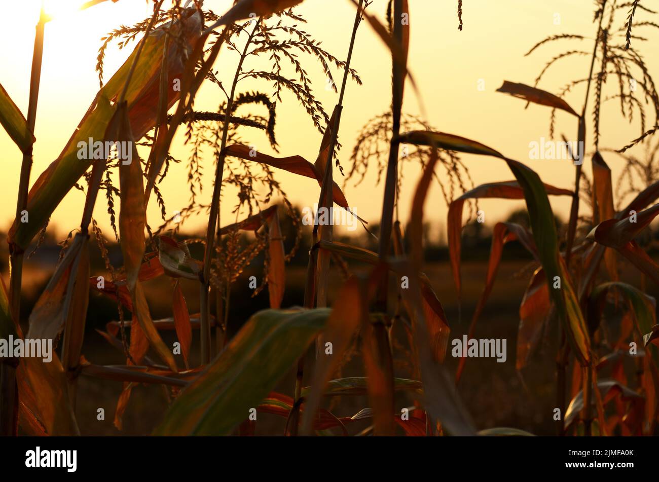 Dry maize field hi-res stock photography and images - Alamy