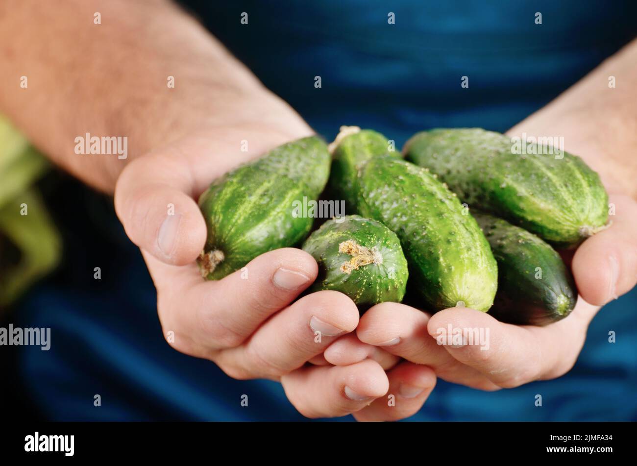 Farmer hold fresh organic cucumbers in his hands. Vegetable harvest ...