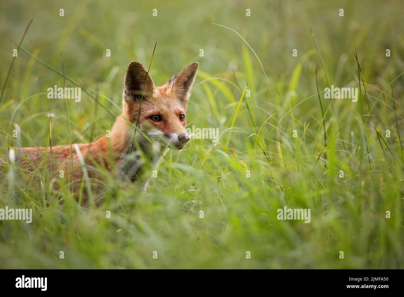 Fox hunting in the grass in the wild Stock Photo - Alamy