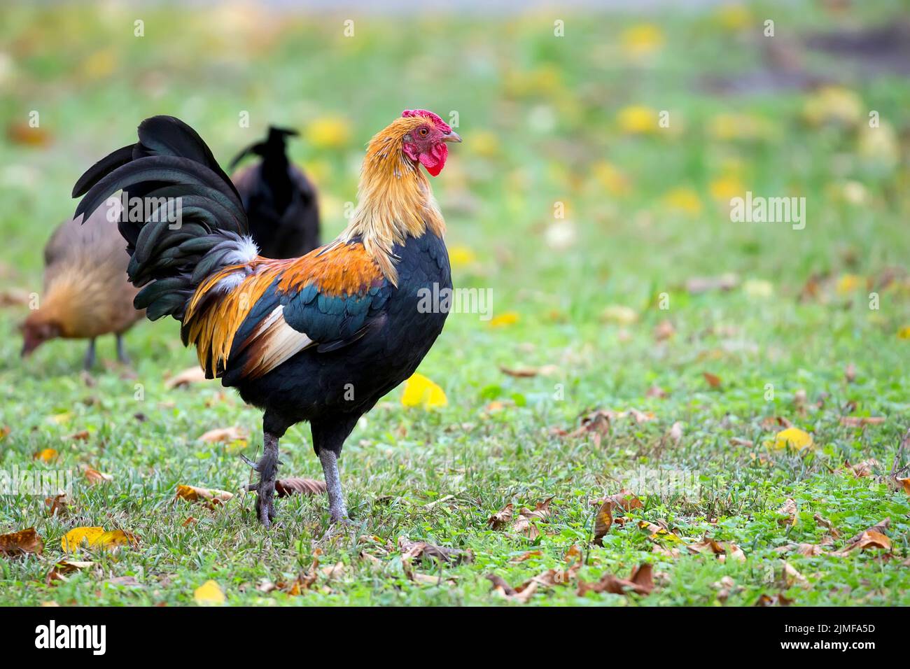 Rooster on the farm in a clearing Stock Photo - Alamy