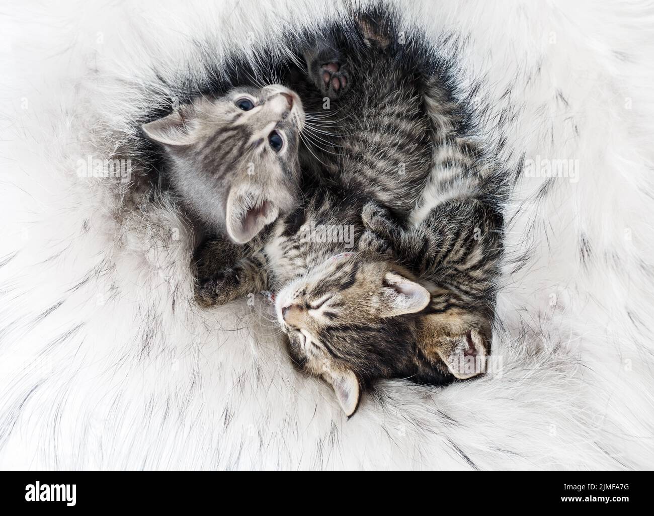 Little kittens sleep Stock Photo - Alamy