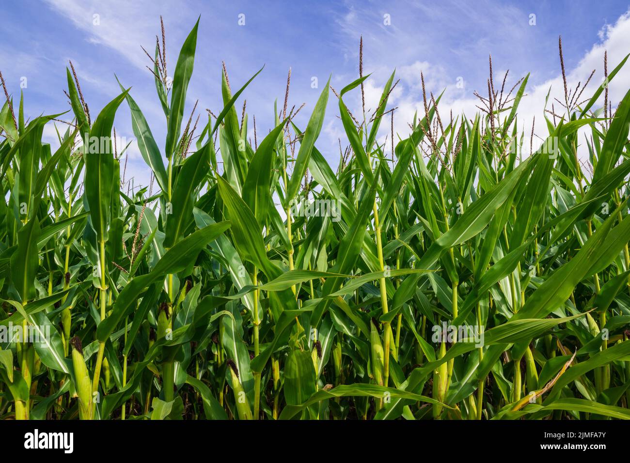 Corn Maize field with blue sky close up Stock Photo - Alamy