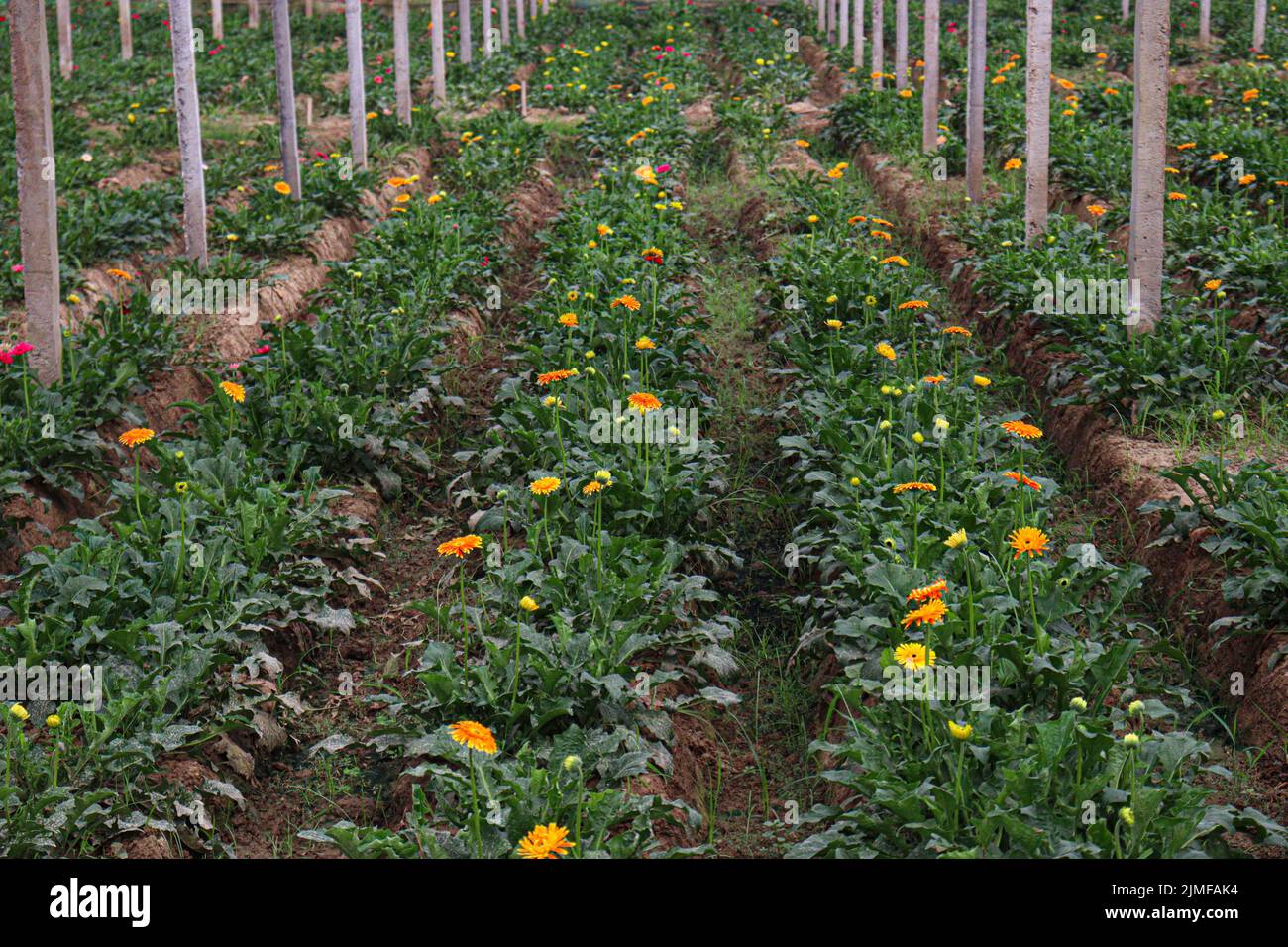 orange colored gerbera flower on farm for harvest Stock Photo - Alamy