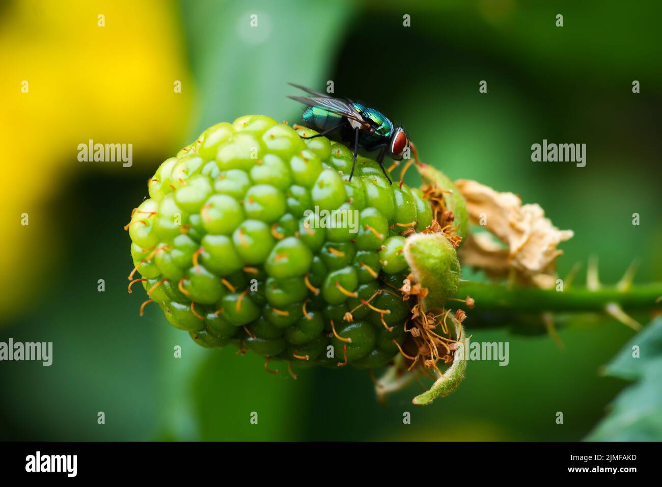 A closeup shot of a common Bottle Fly on an immature green blackberry ...