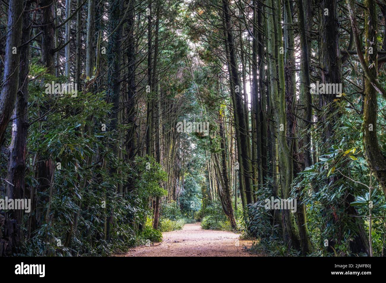 Jeju Island Secret forest cypress trees Stock Photo - Alamy