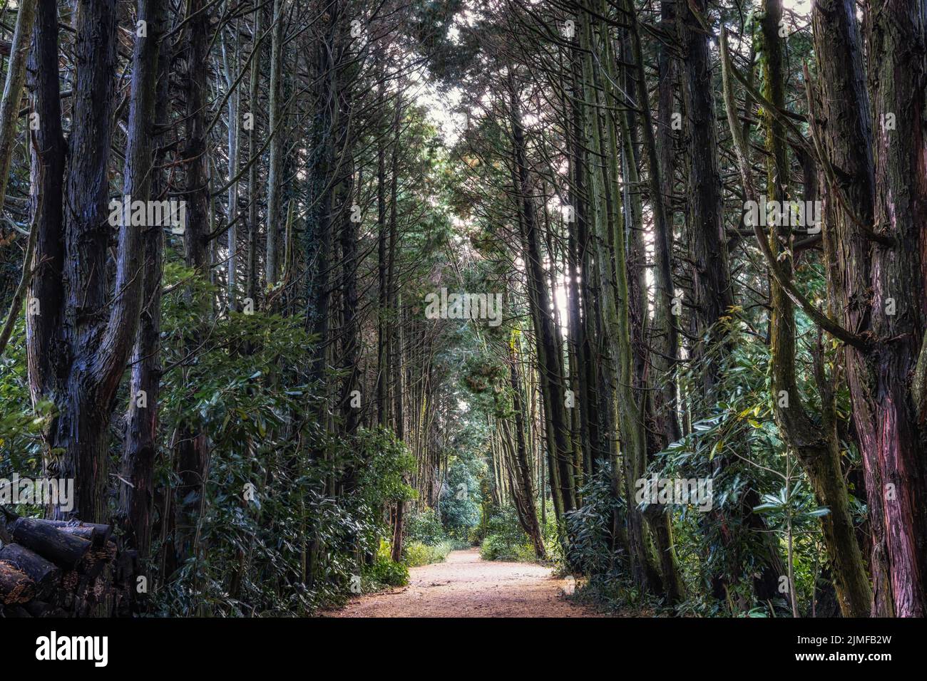 Jeju Island Secret forest cypress trees Stock Photo - Alamy
