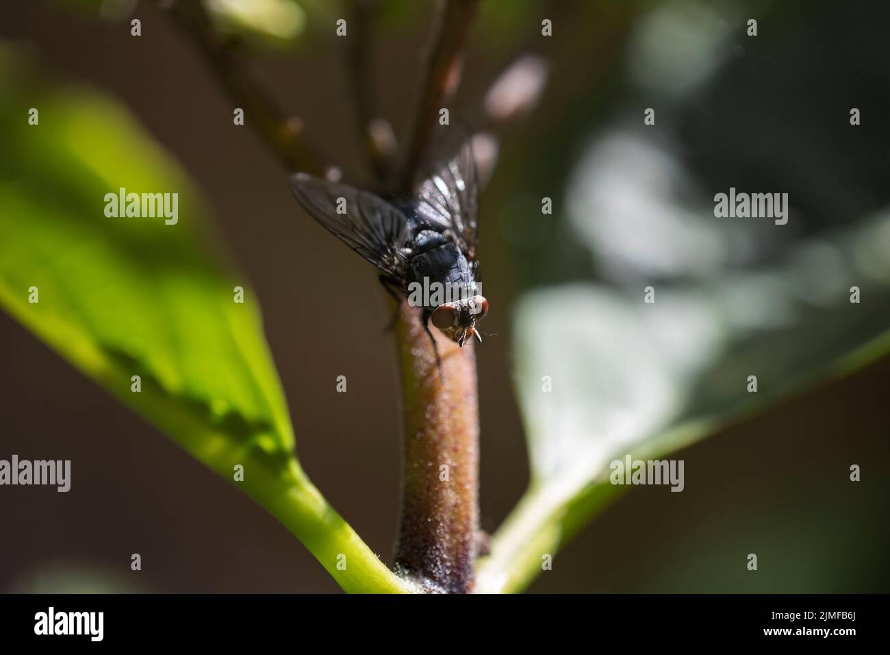 Black fly hi-res stock photography and images - Alamy