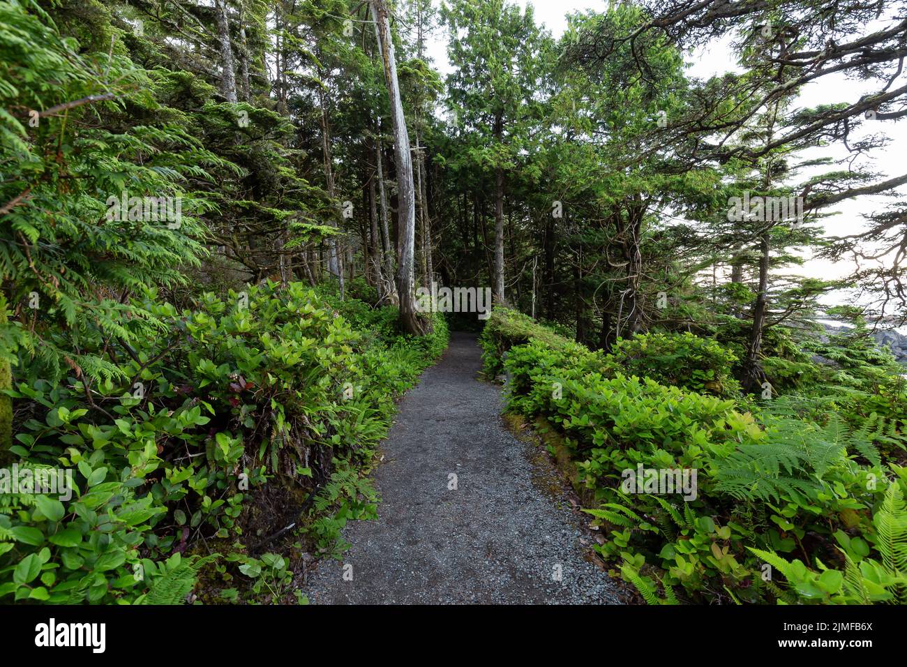 Hiking Path surrounded by lush green trees and bushes in the Morning ...