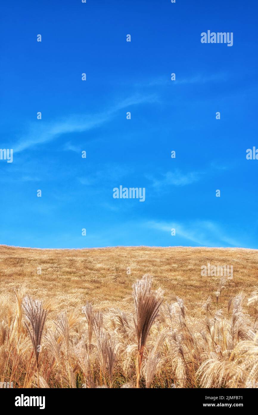 Saebyeol Oreum Autumn Silver Grass Stock Photo - Alamy