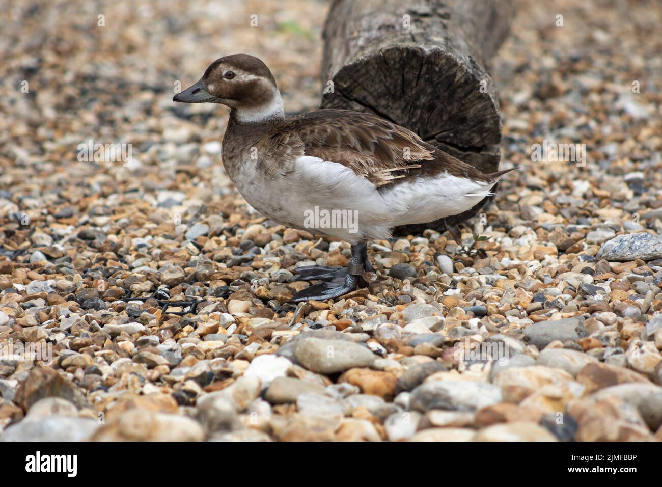 Common scooter bird hi-res stock photography and images - Alamy