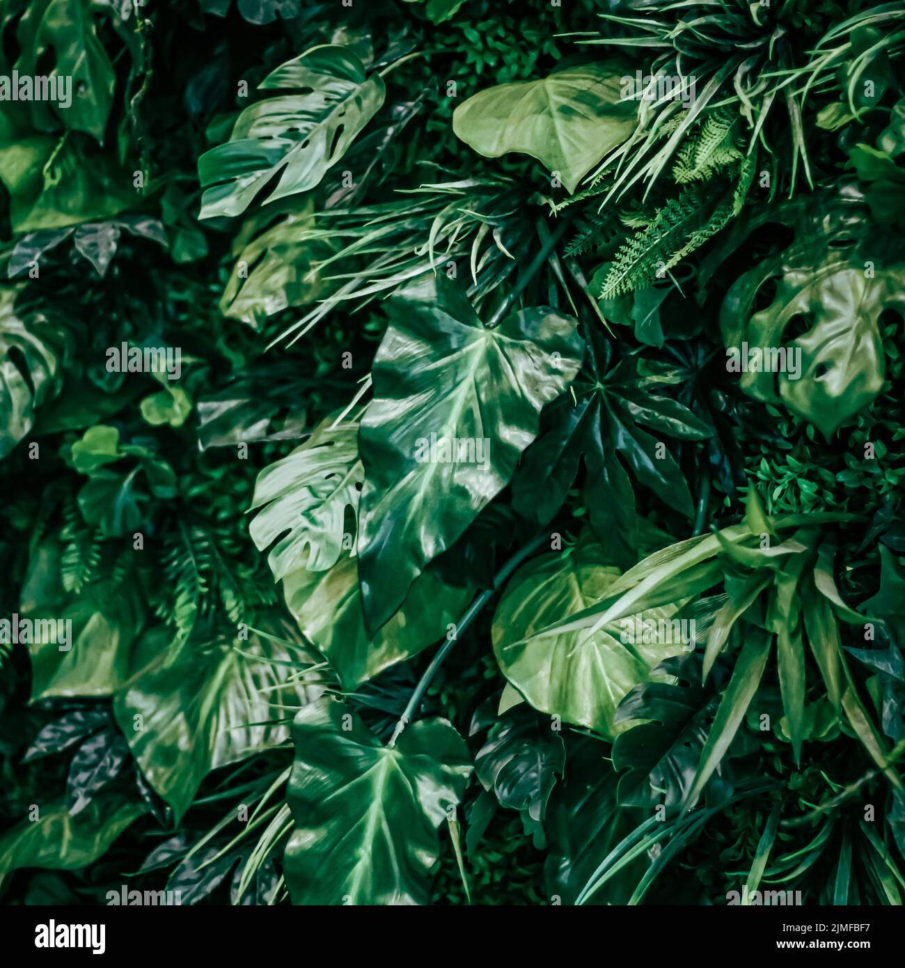 Tropical leaves as nature and environmental background, botanical ...