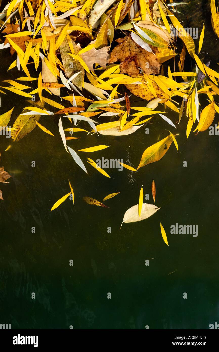Yellow fallen leaves float on the surface of the water Stock Photo - Alamy