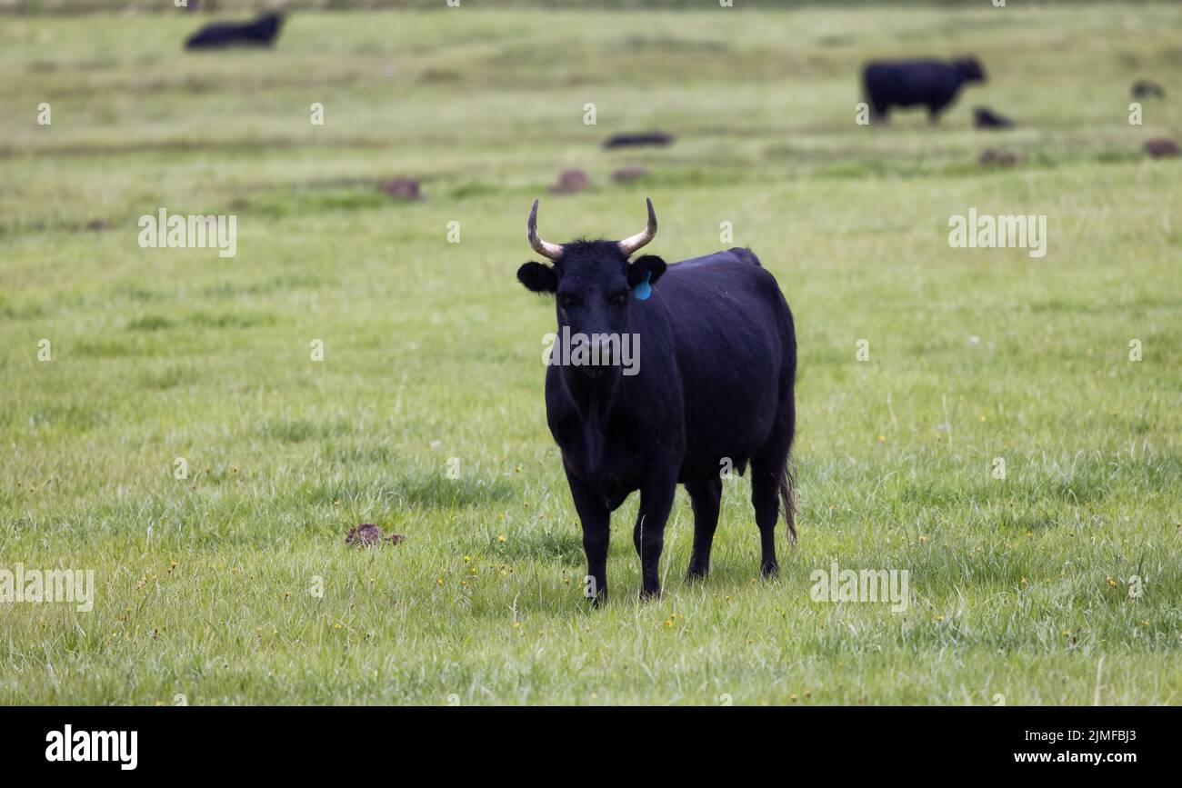 Bull in a green field with mountain landscape in background Stock Photo ...