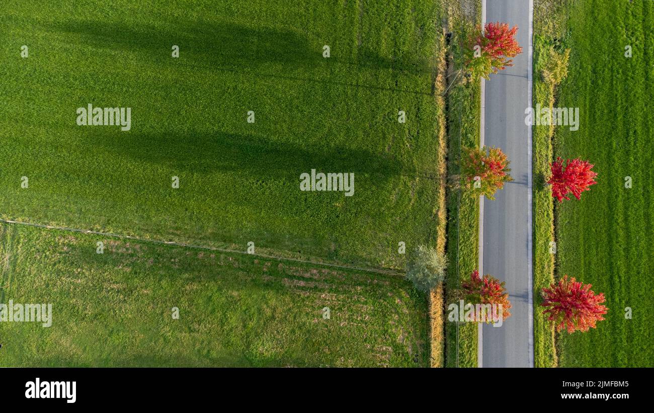 Drone looking down on a line of trees with red leaves on a road running ...