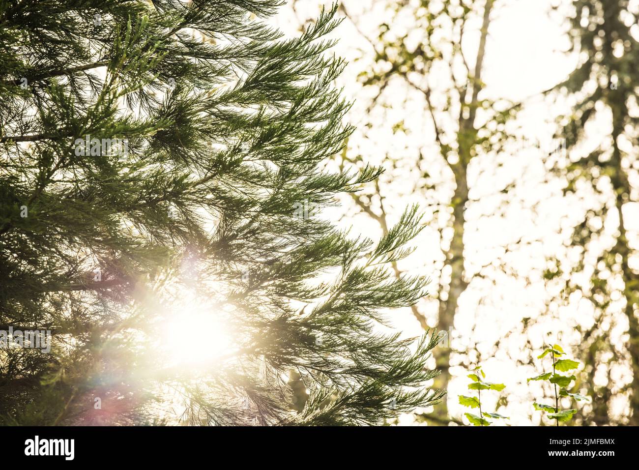 Sun illuminating trees hi-res stock photography and images - Alamy