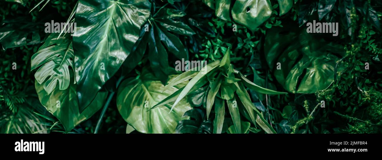 Tropical leaves as nature and environmental background, botanical ...