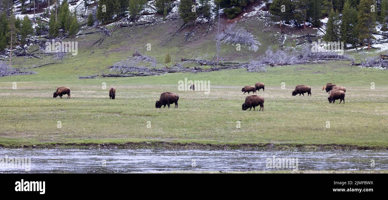 North american bison in water hi-res stock photography and images - Alamy