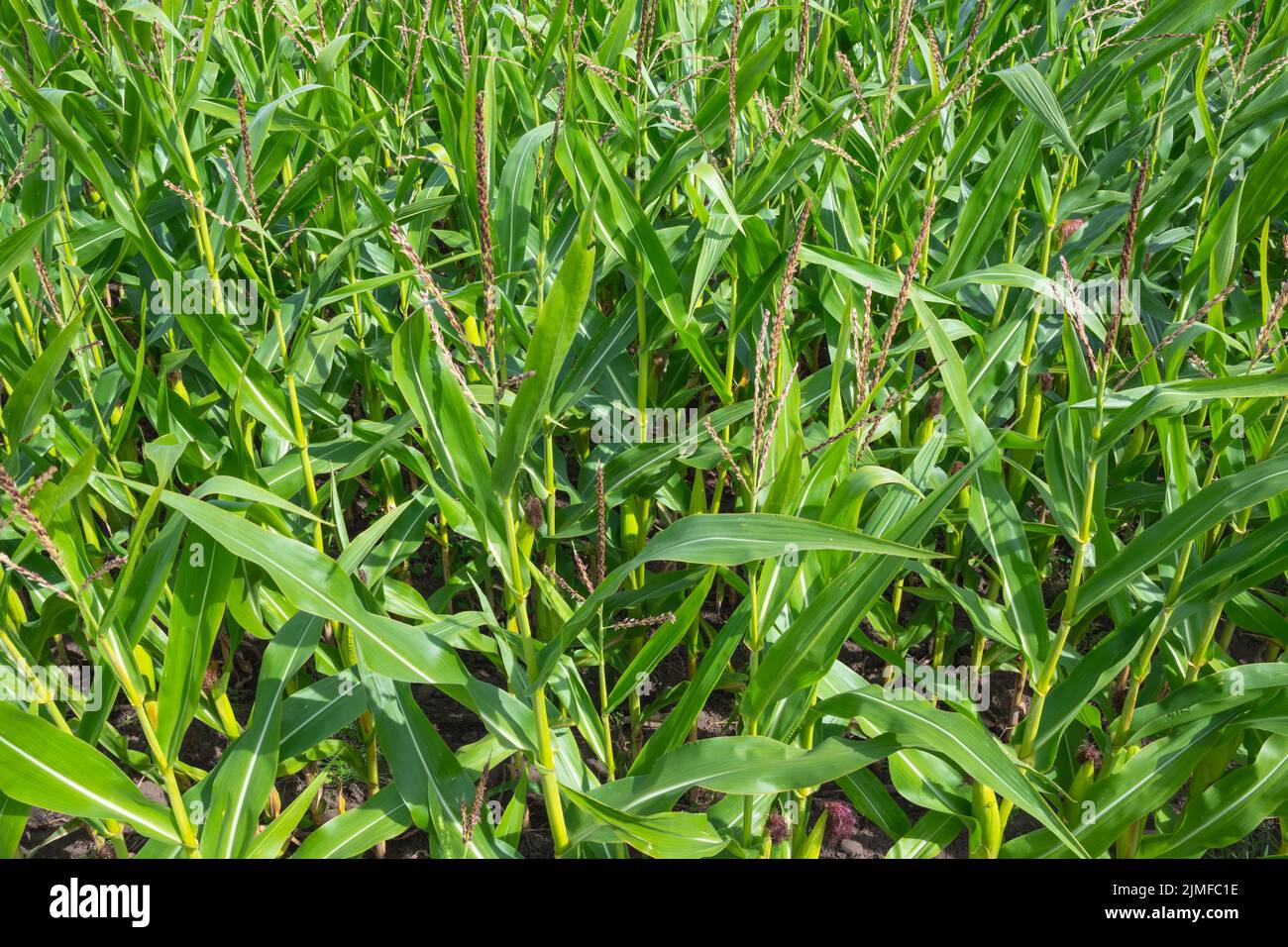 Corn Maize field close up seamless full frame Stock Photo - Alamy