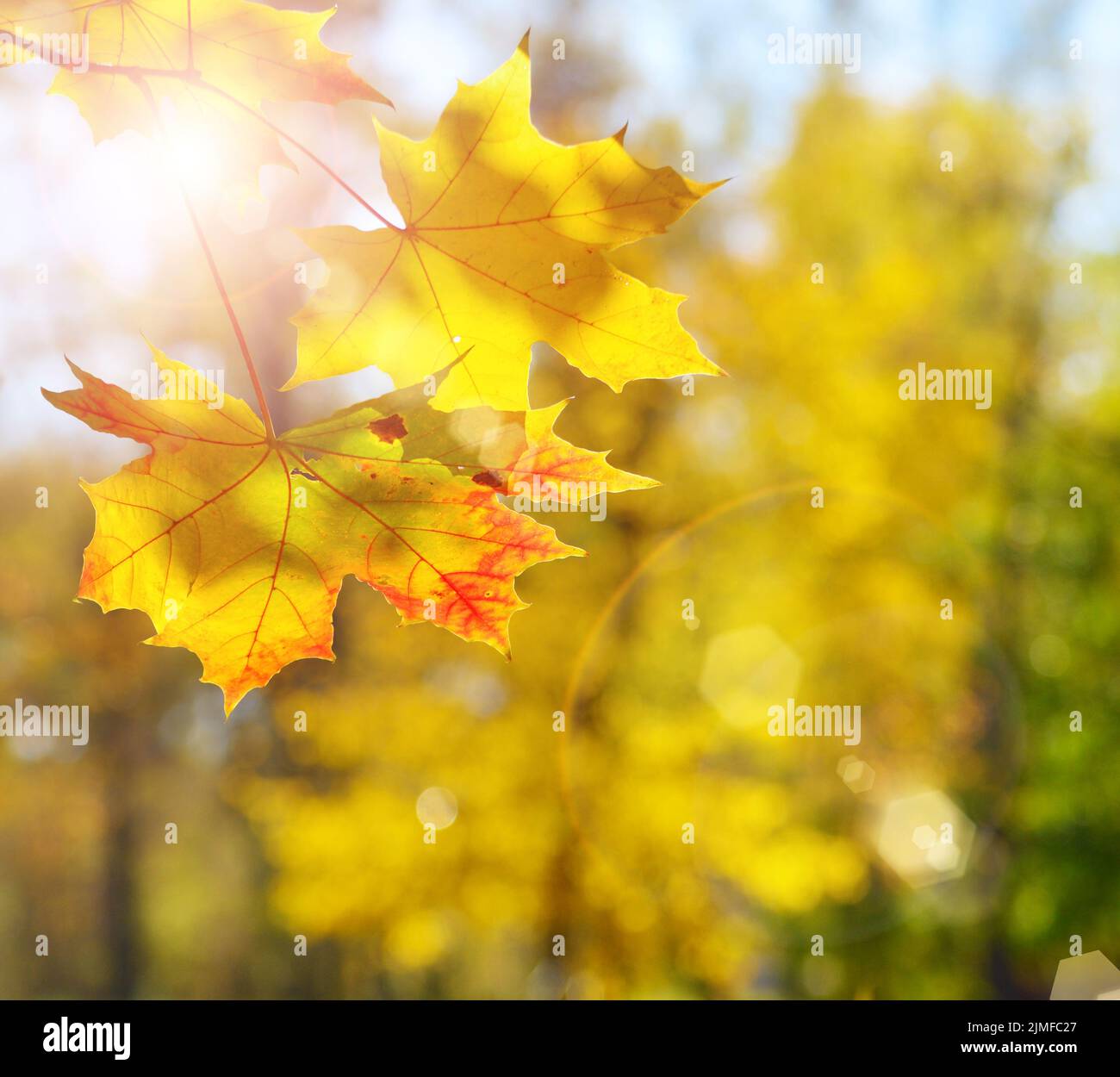 Red leaves during fall season hi-res stock photography and images - Alamy