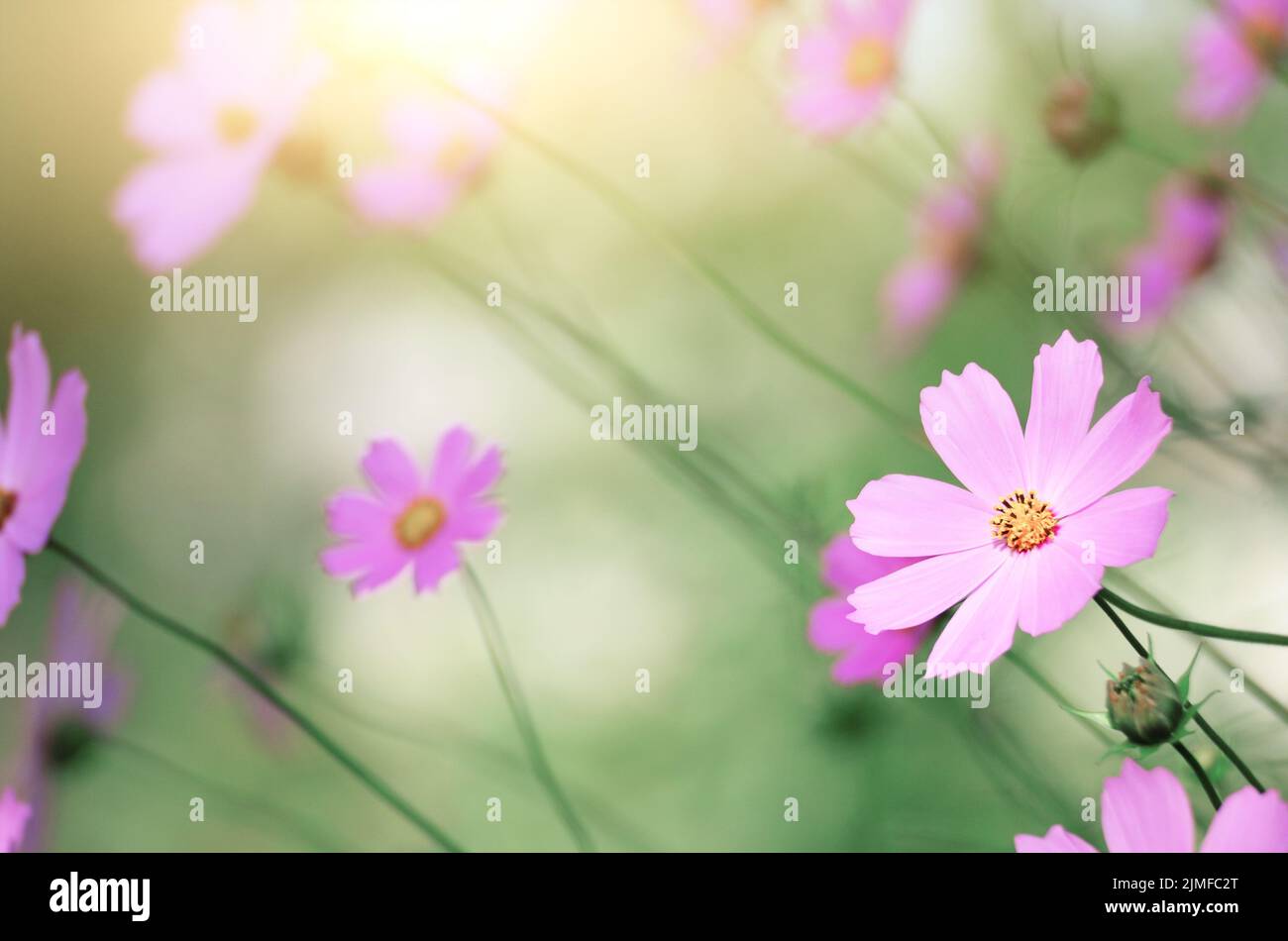 Cosmos flower field under morning sun light Stock Photo - Alamy