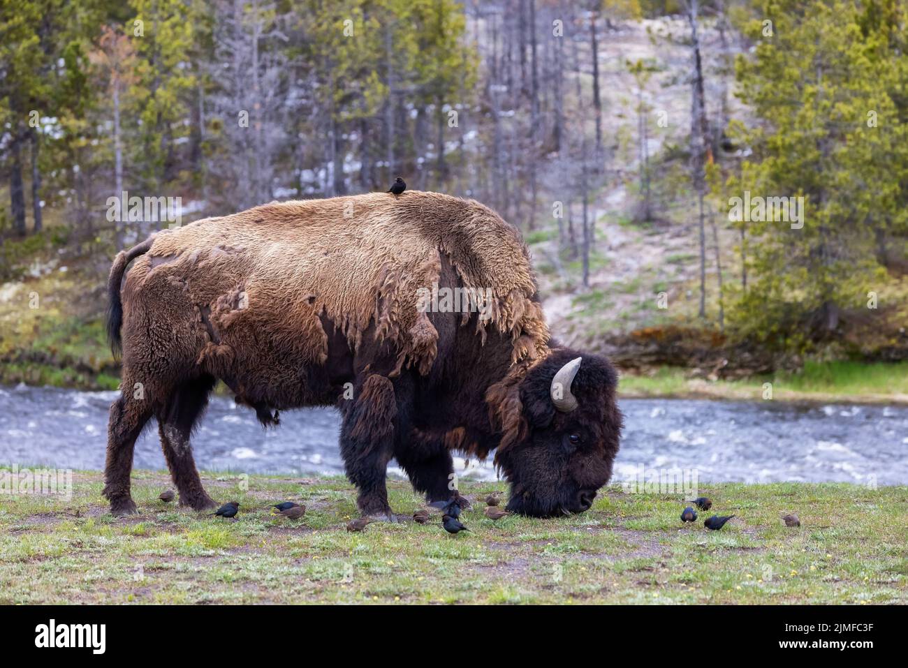 Bison eating grass in American Landscape. Yellowstone National Park ...