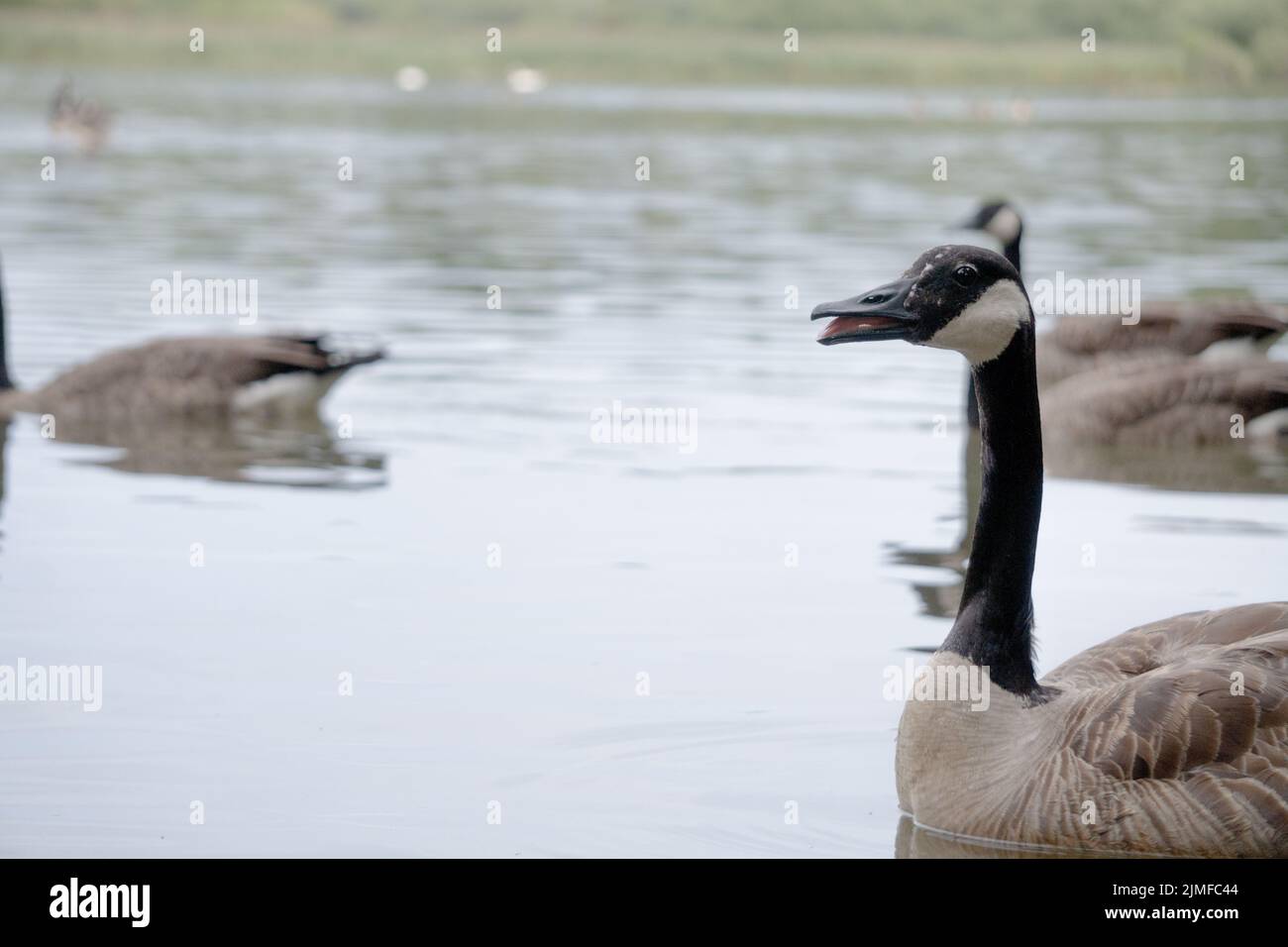 A close-up of an adorable Canada goose swimming in the water Stock ...