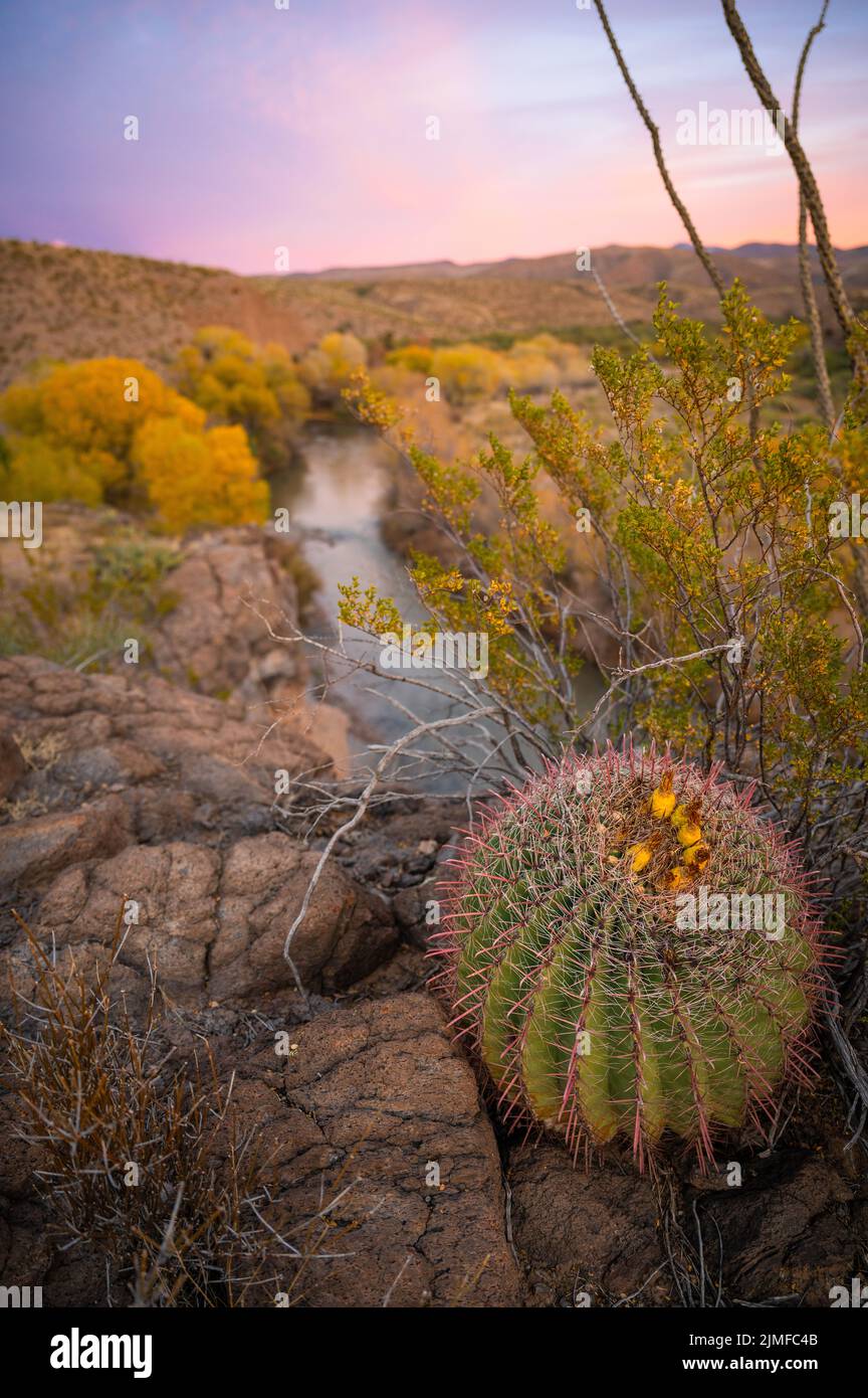 A vertical shot of a cactus plant growing by the river bank Stock Photo ...