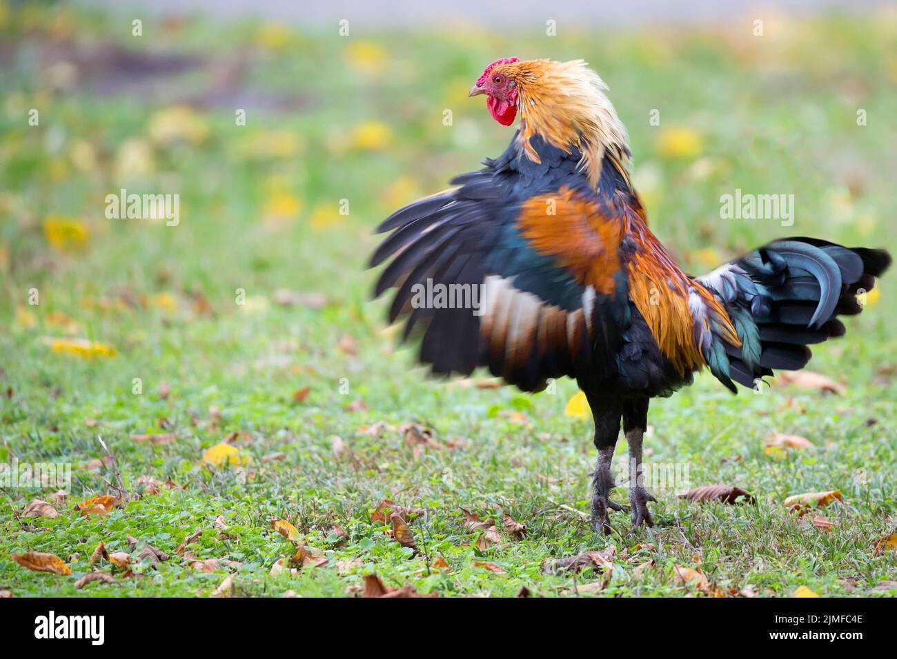 Rooster getting ready for battle in a clearing Stock Photo - Alamy