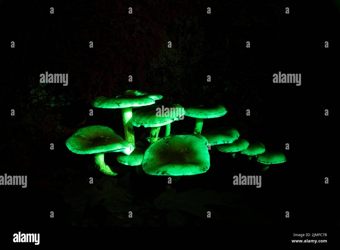 Mushroom in UV-light - (Blacklight) / Hypholoma species Stock Photo - Alamy