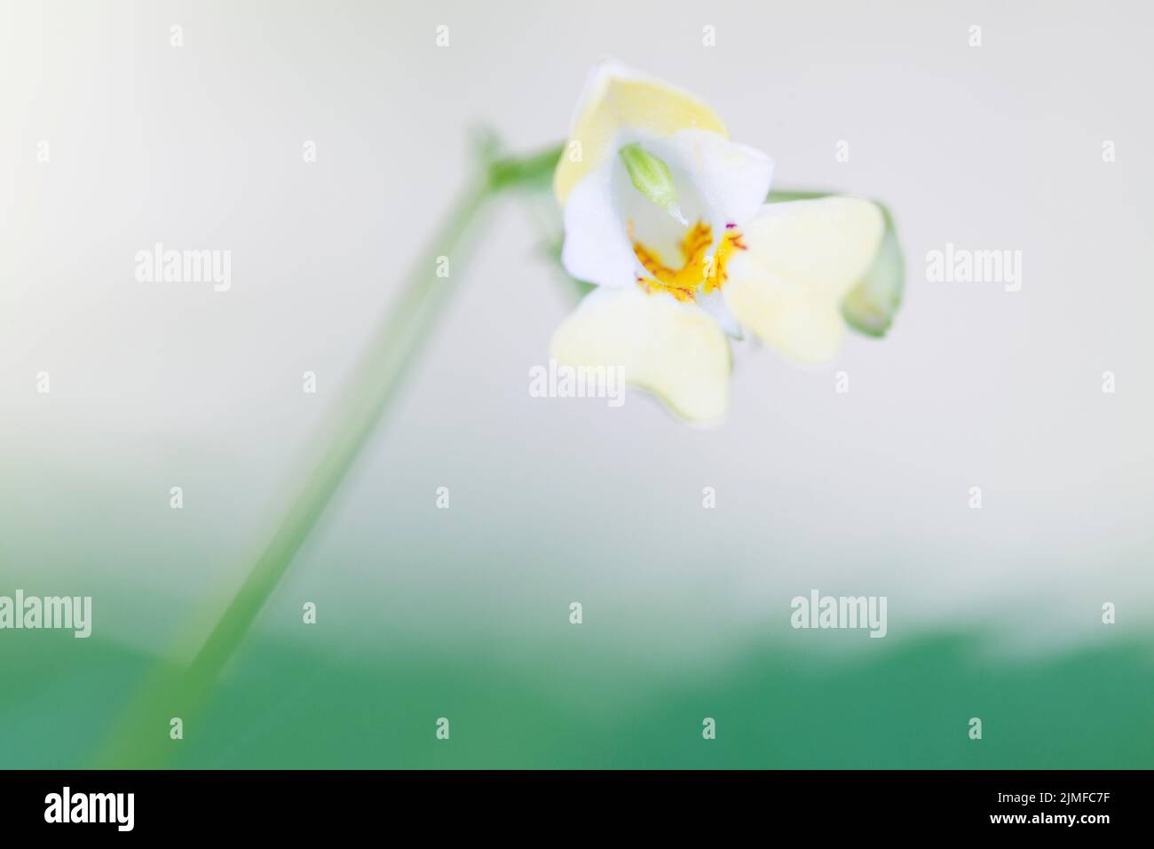 Small-flowered Touch-Me-Not prefers damp shady places in forests Stock ...