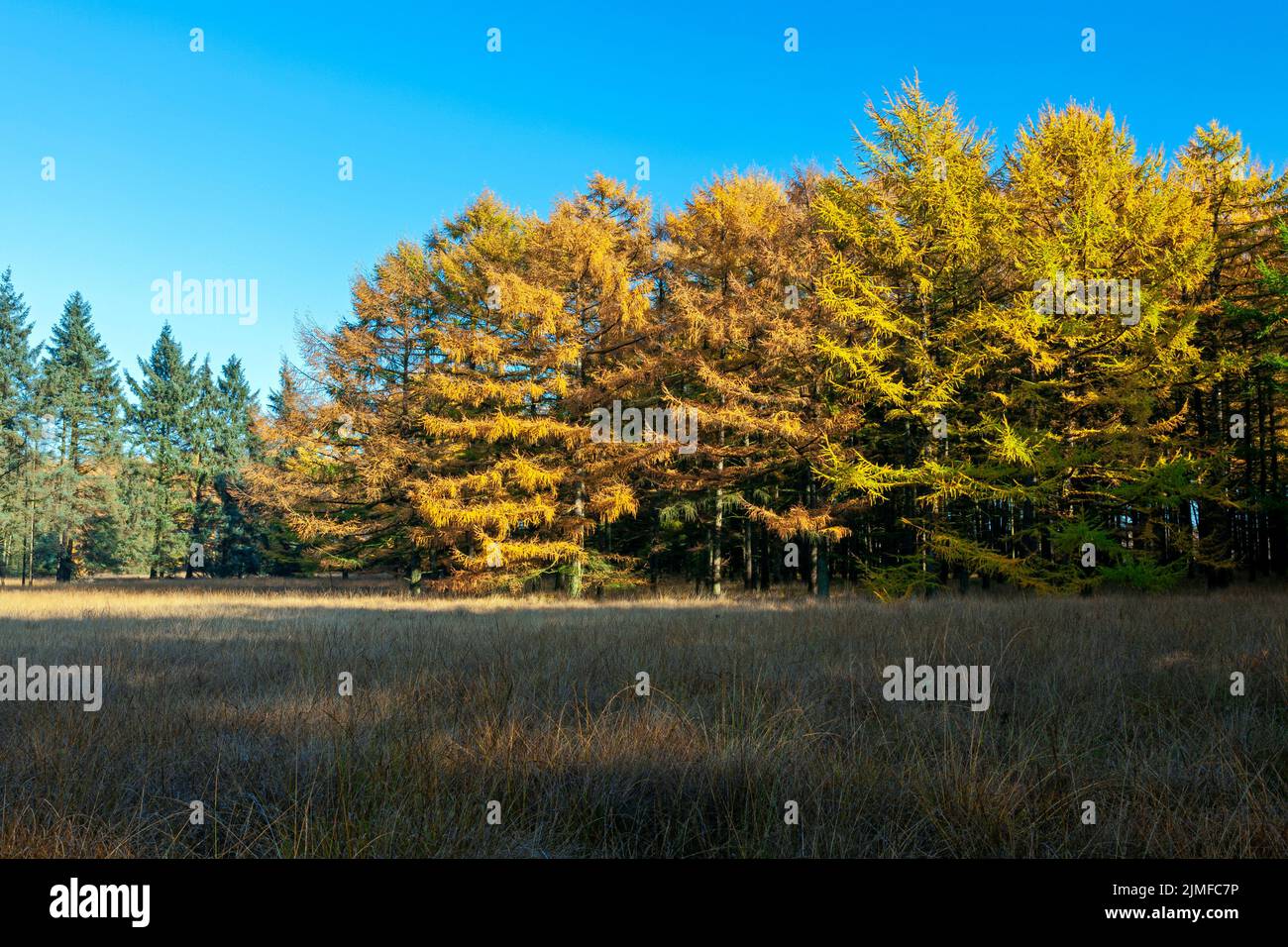 Fall appearance hi-res stock photography and images - Alamy