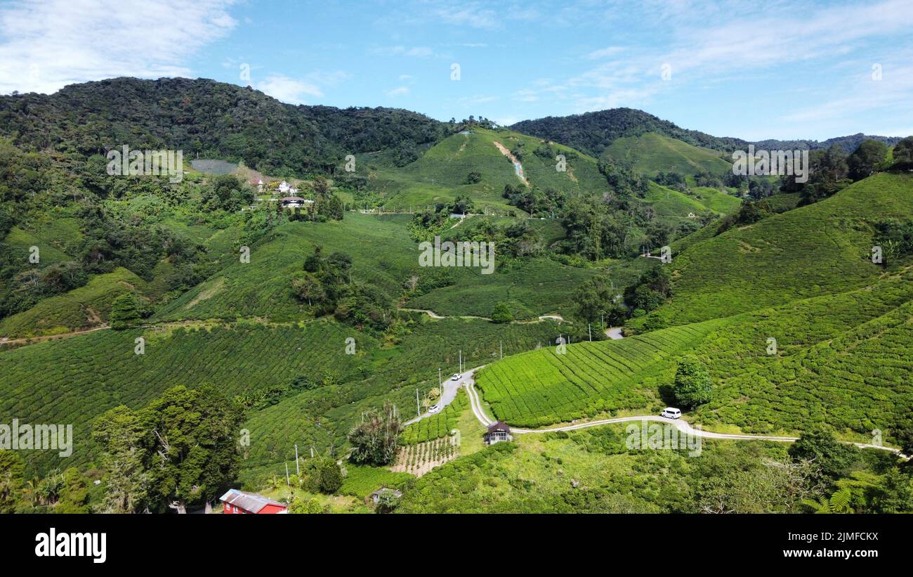 An aerial view of the green rural Cameron Highlands with tea ...