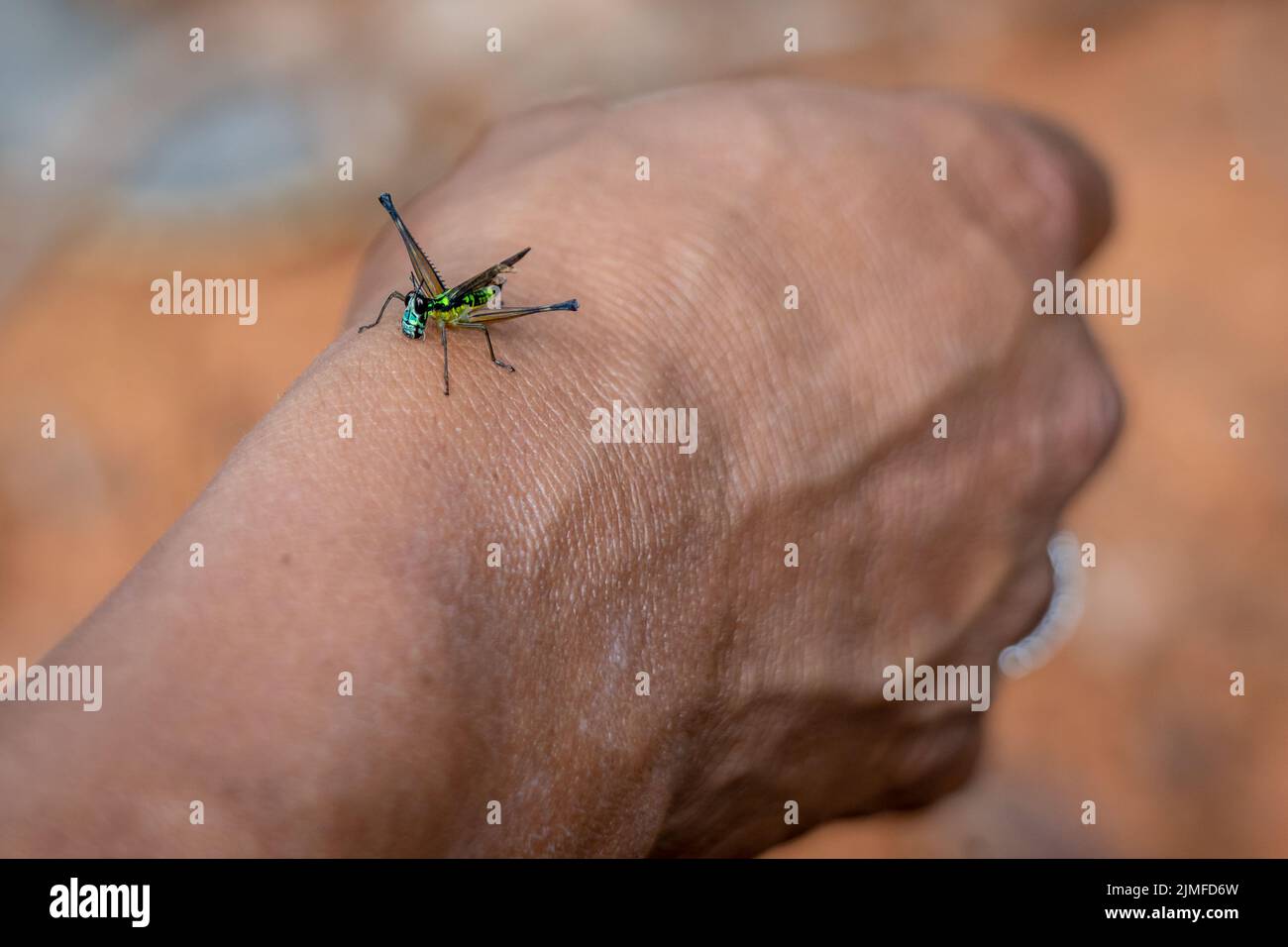 Colorful metallic green wasp in the Peruvian rainforest Stock Photo - Alamy