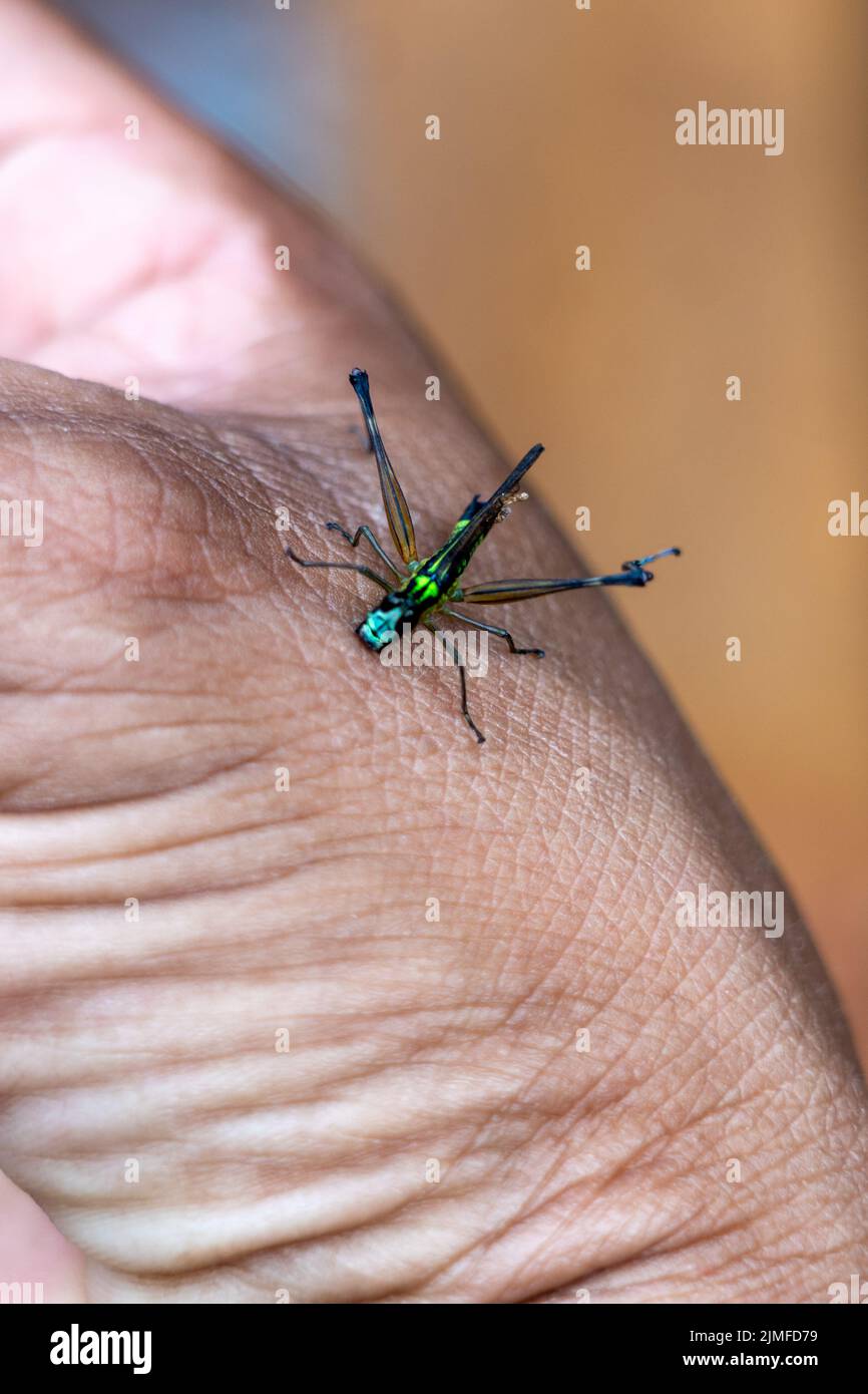 Colorful metallic green wasp in the Peruvian rainforest Stock Photo - Alamy