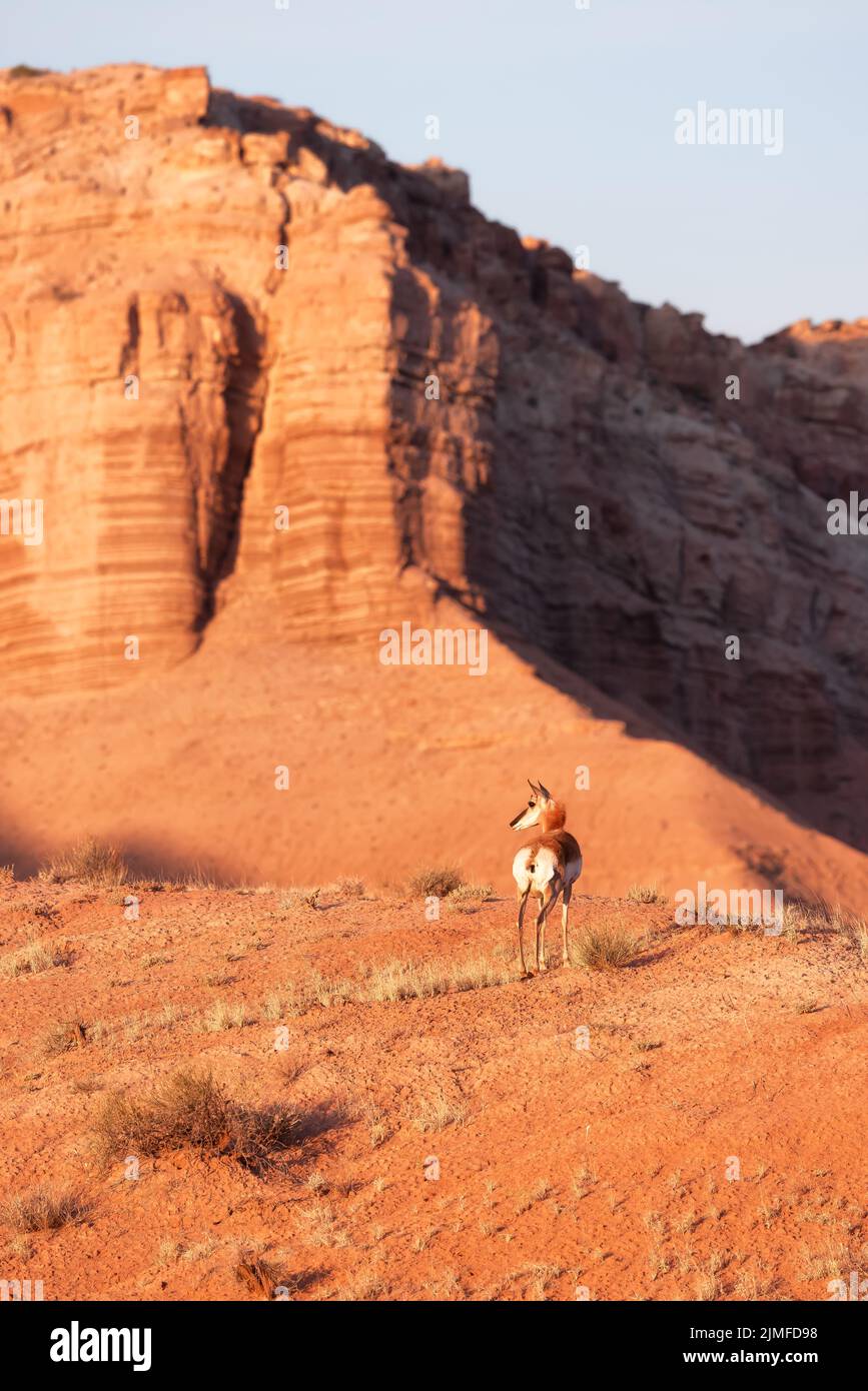Antelope in the desert during morning sunrise. Utah Stock Photo - Alamy