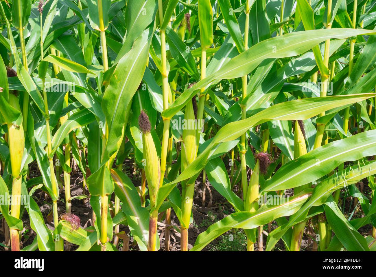 Corn Maize field close up seamless full frame Stock Photo - Alamy