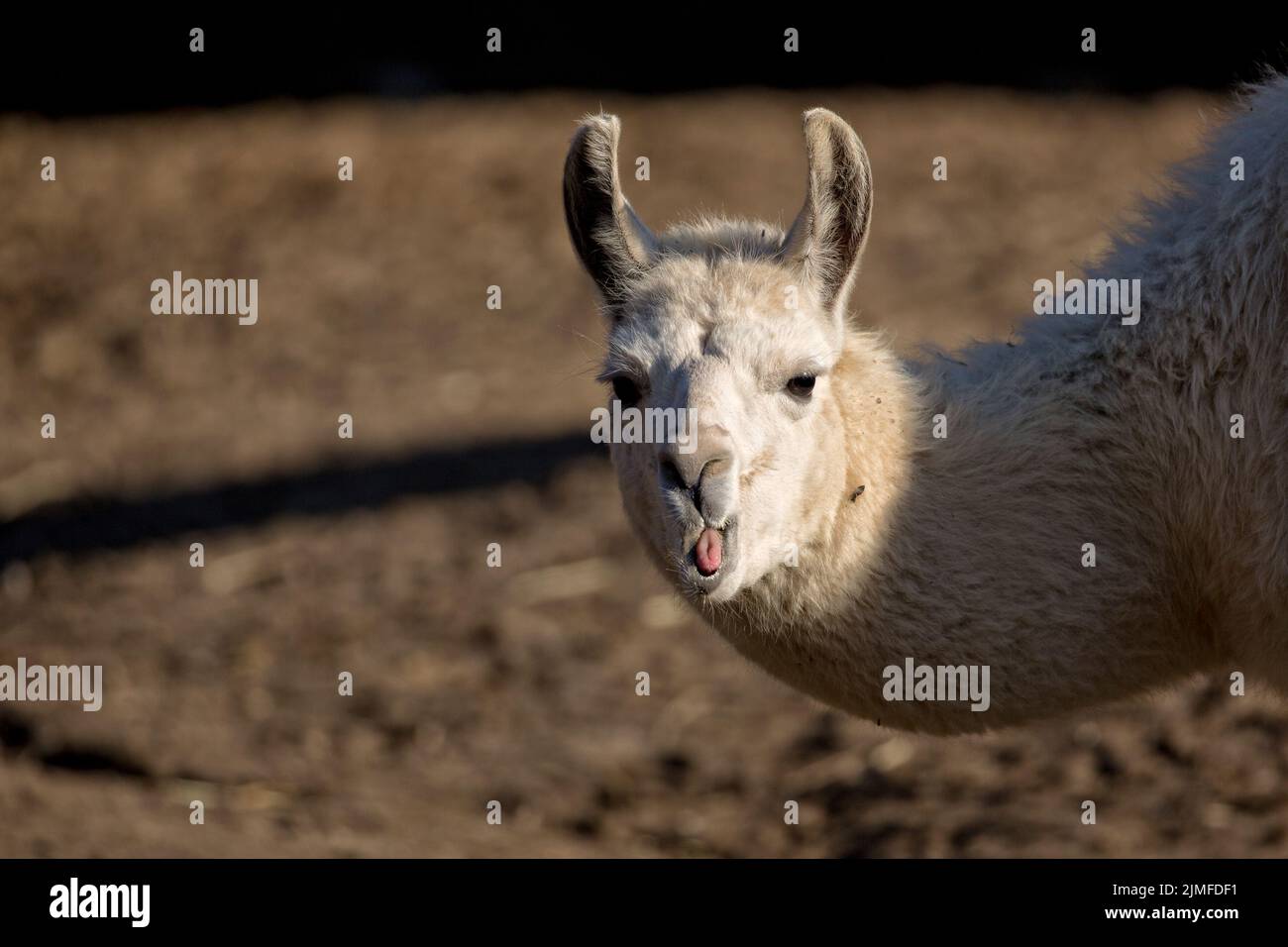 Lama in the wild, a portrait Stock Photo - Alamy