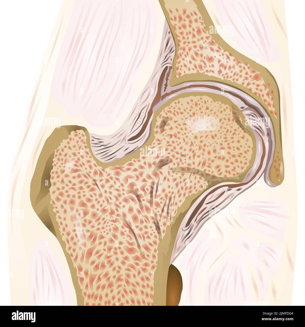 Basic medical illustration hi-res stock photography and images - Alamy