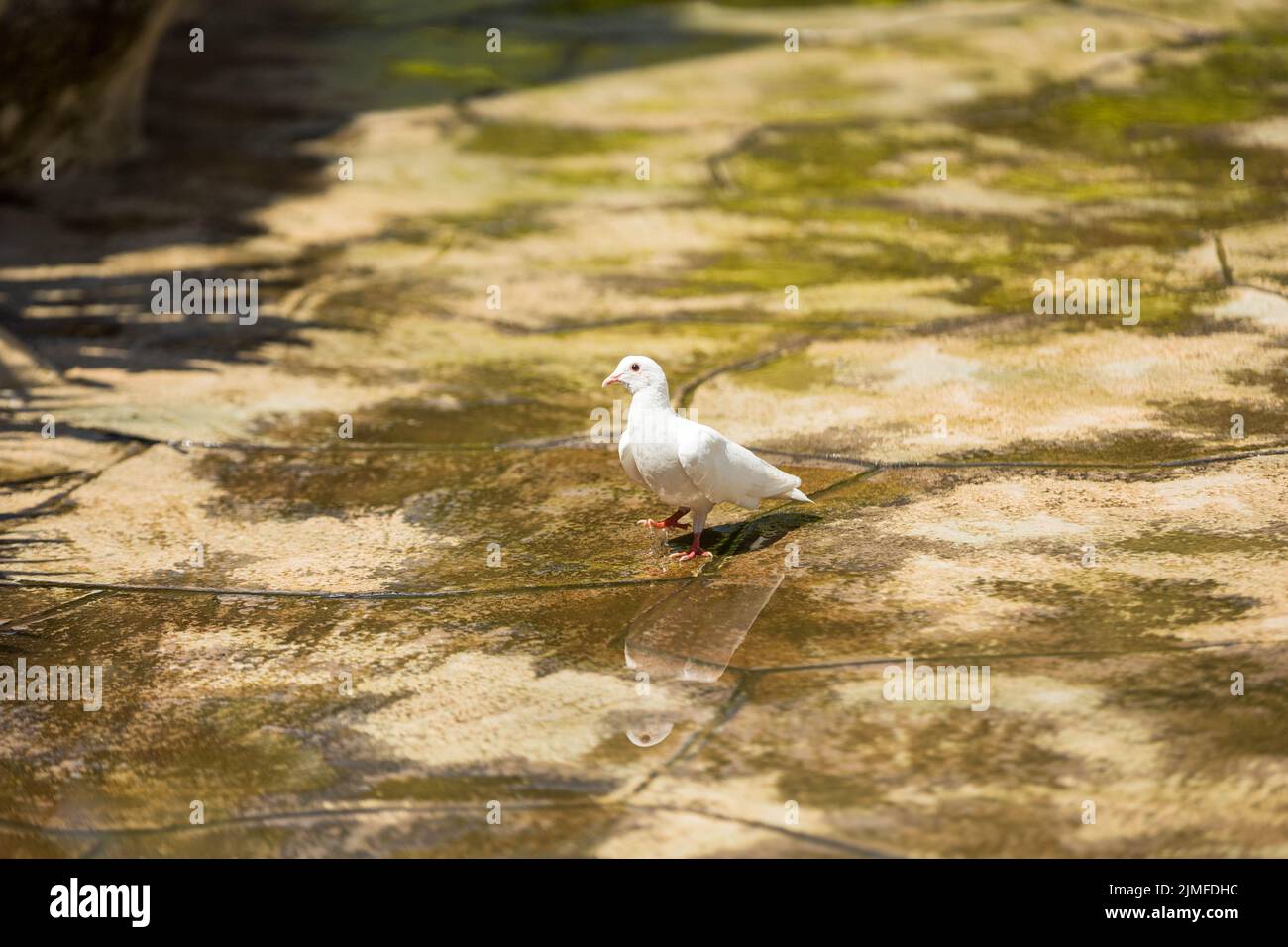 A closeup of a white dove sitting on the ground Stock Photo - Alamy
