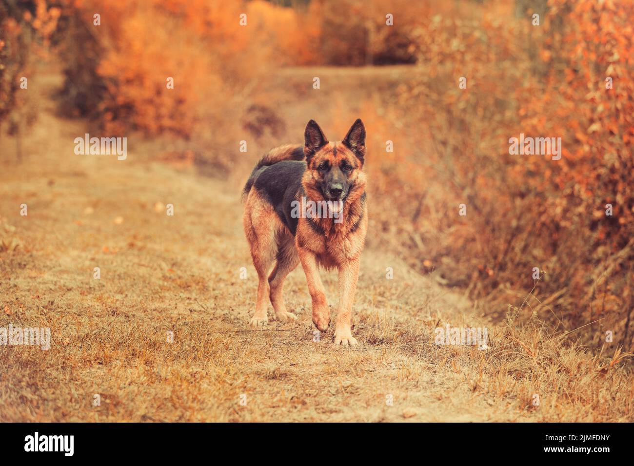 Young german shepherd dog coming Stock Photo - Alamy