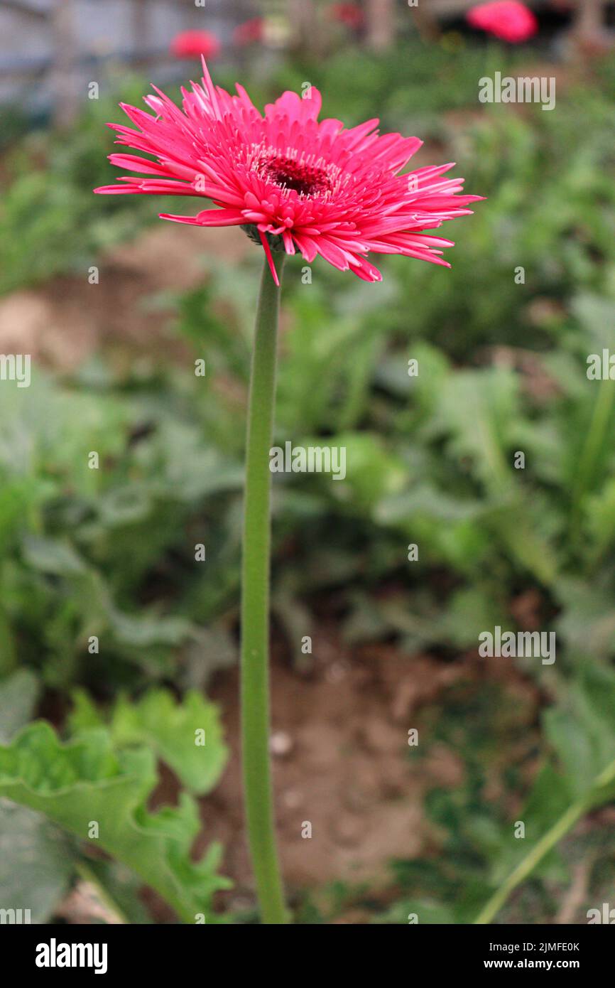 pink colored gerbera flower on farm for harvest Stock Photo - Alamy